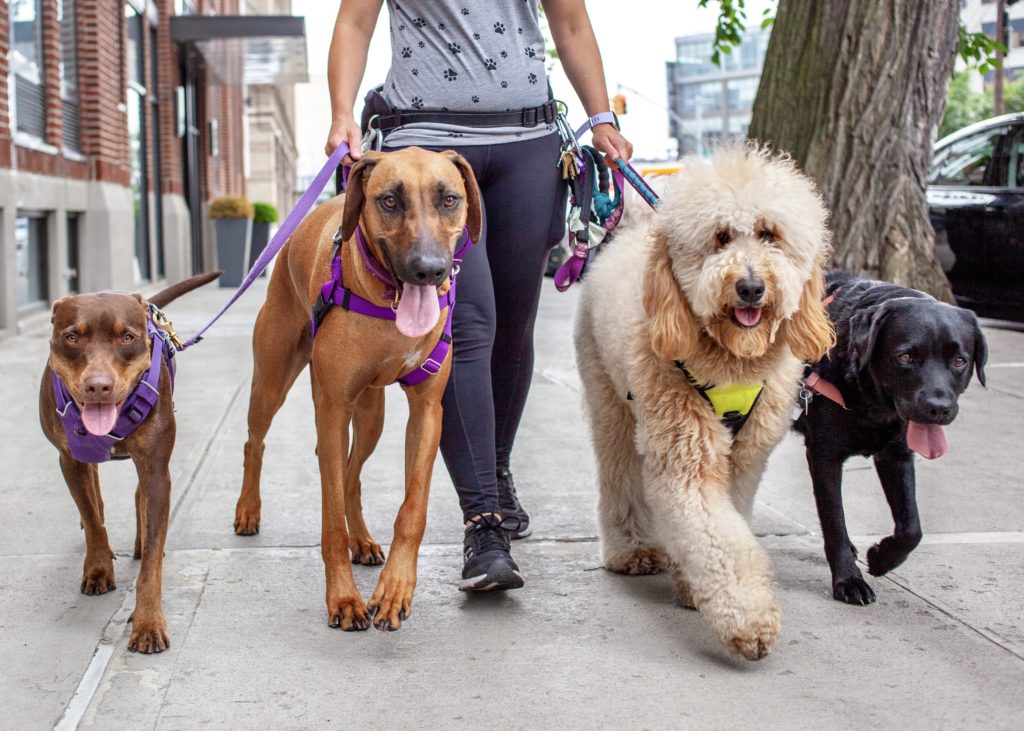 Proper Dog Socialization: The Benefits of Group Walks for Your Dog